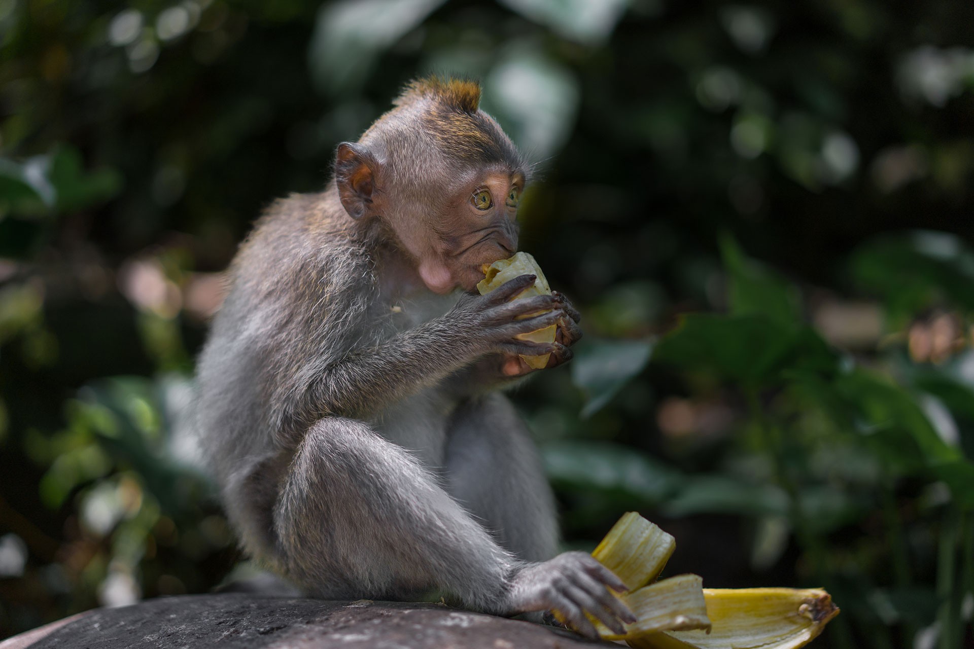 Ubud-Monkey-Fullsize-landscape1 – Feral Photography